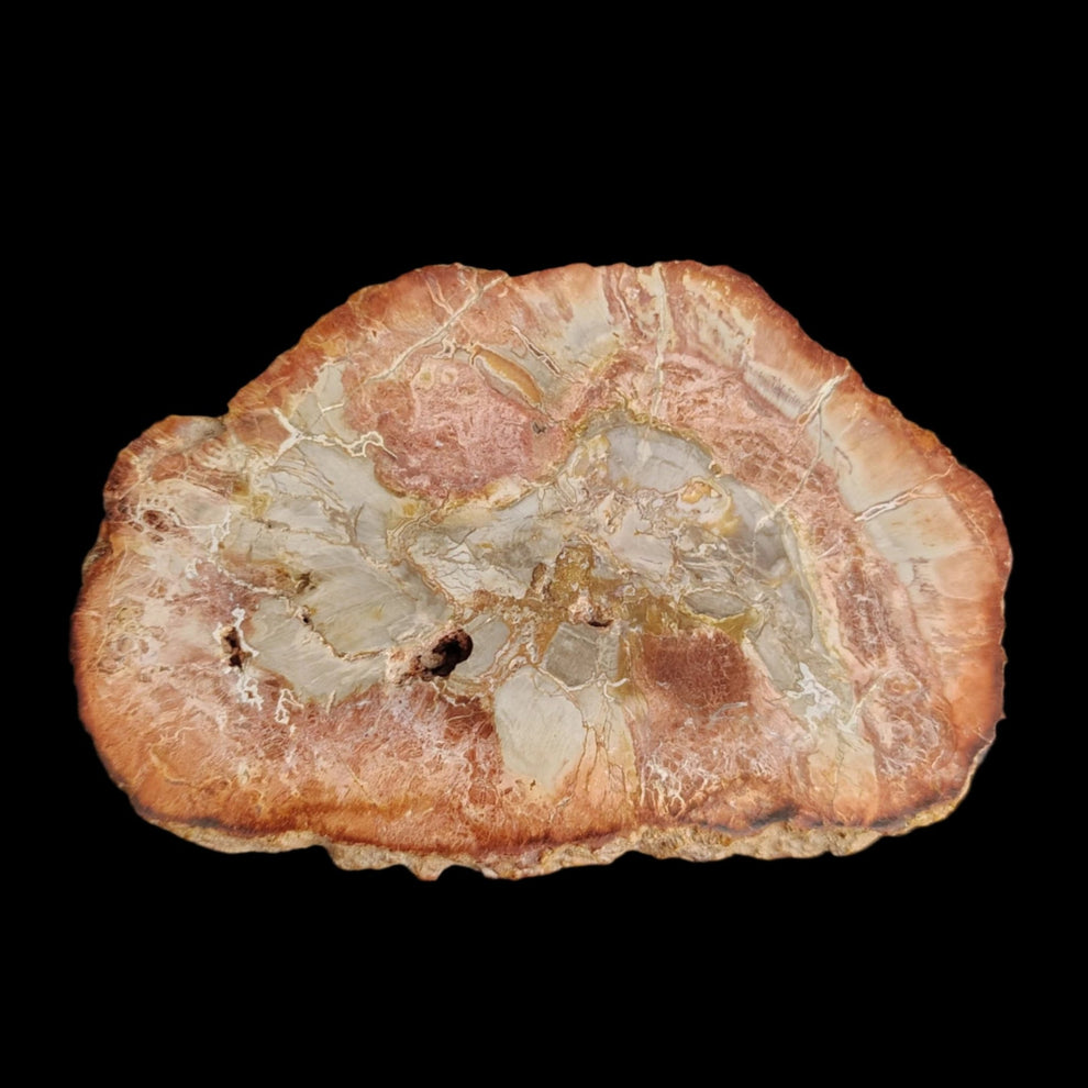 Petrified Wood Slice Table Top Size – Ron Coleman Mining