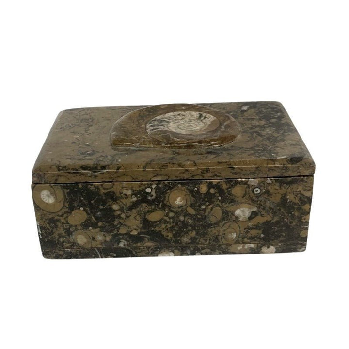 Buy Authentic Fish Fossils, Ammonite Fossils for Your Home – Ron ...