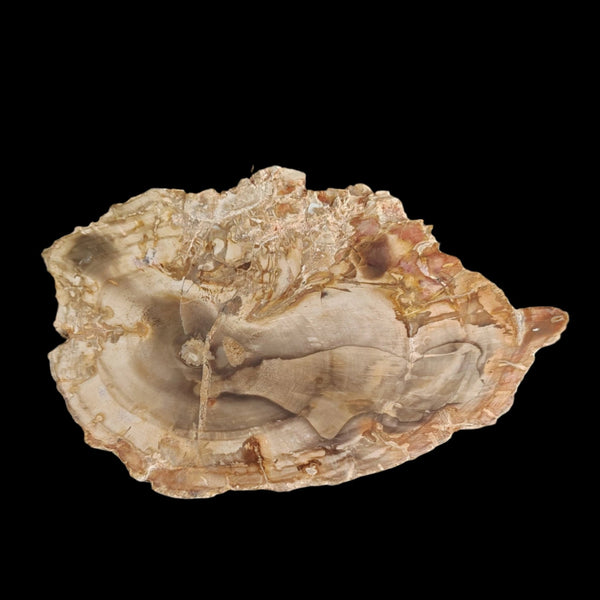 Small Taupe And Brown Petrified Wood Slice – Ron Coleman Mining